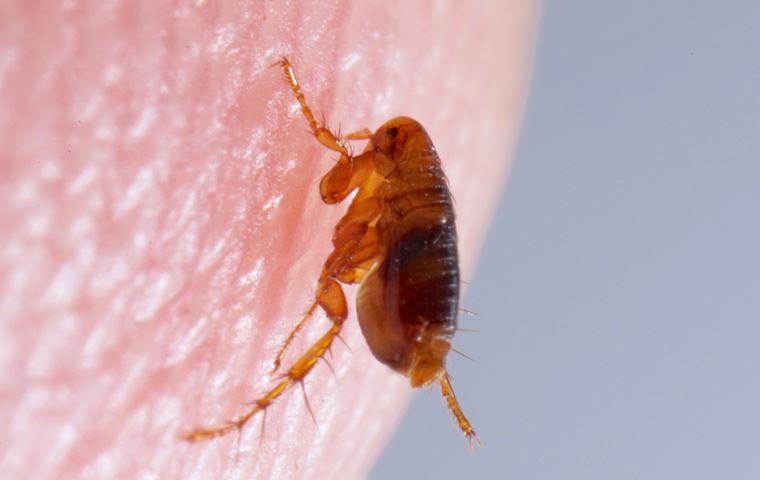 Is It Dangerous To Have Fleas In My Gruene Home? - Daniel Pest Control
