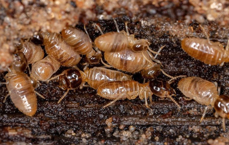 Preparing Your San Marcos Home For Termite Season - Daniel Pest Control